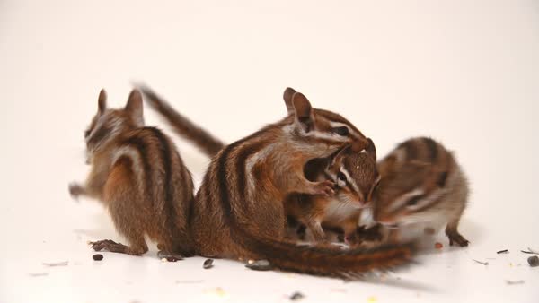 Four Merriam’s chipmunks (Neotamias merriami) at Santa Barbara Wildlife ...