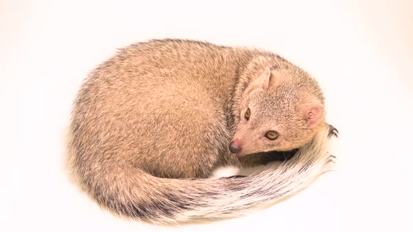 A white-tailed mongoose (Ichneumia albicauda albicauda) at Arabia’s ...