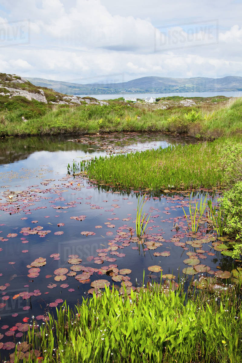 Lily pads floating in a tranquil pond with a view of dunmanus bay ...