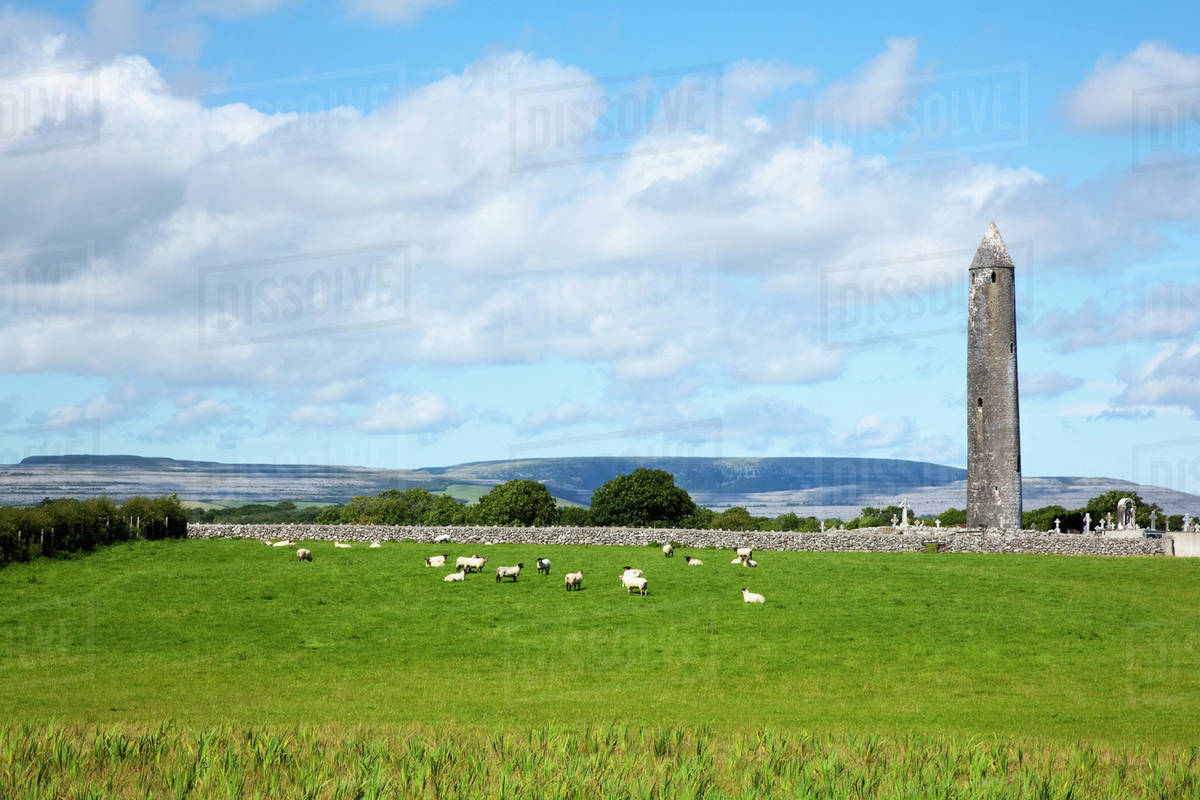 Sheep grazing in a field by a cemetery and round tower;Kilmacduagh ...