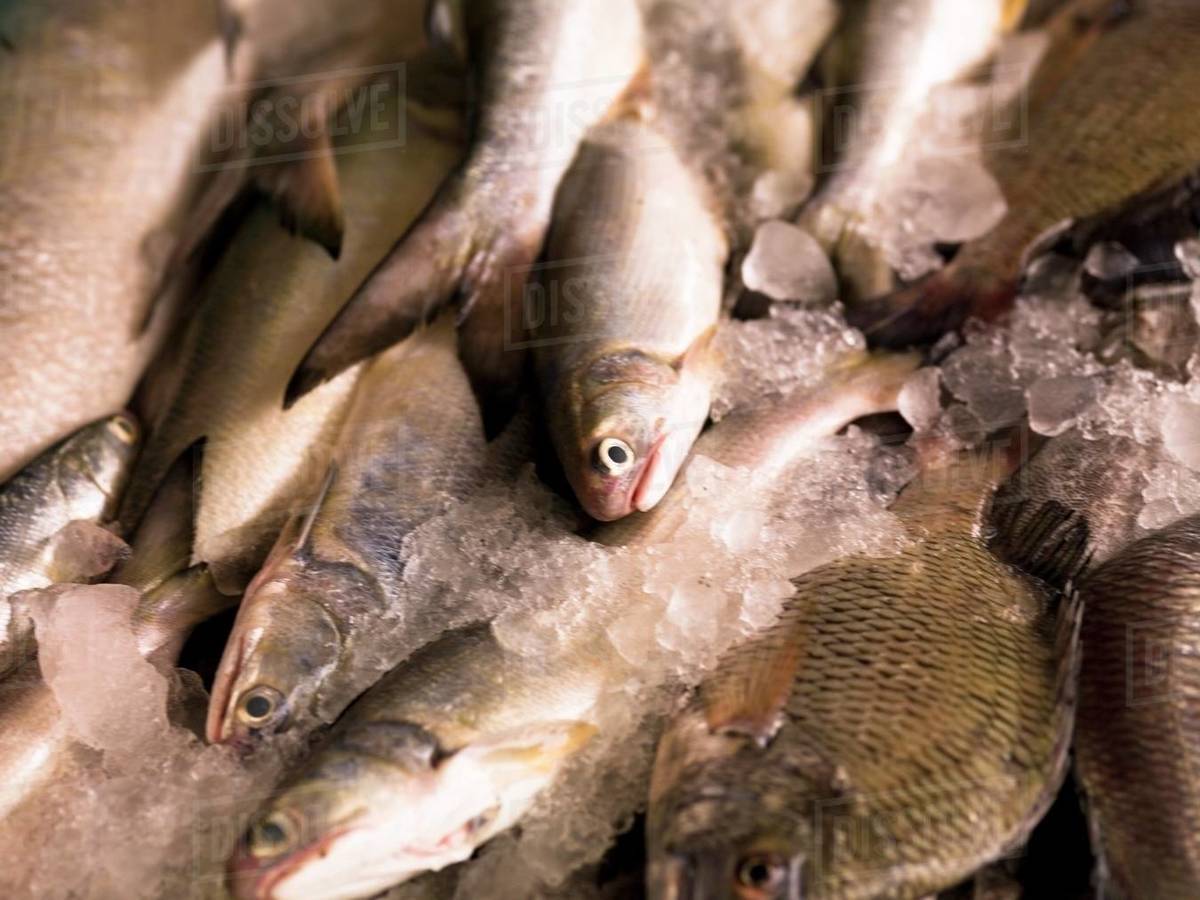 Fish, Cochin, Kerala, India - Royalty-free Stock Photo | Dissolve