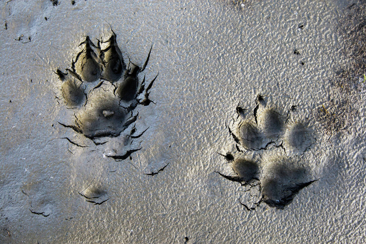 Wolf tracks in the brooks range gates of the arctic national park ...