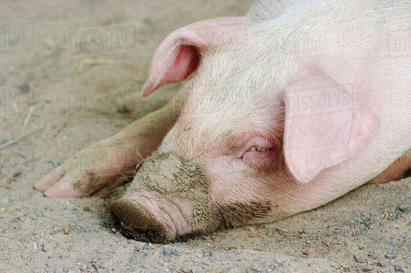 A pig laying in the dirt at the granby zoo;Granby quebec canada - Stock ...