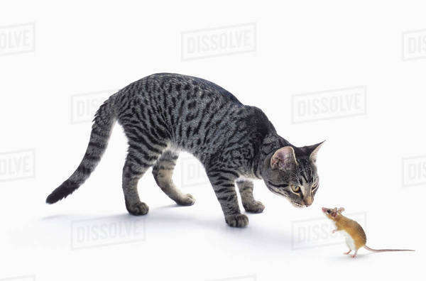 Grey tabby cat and mouse staring at each other;Vancouver british ...