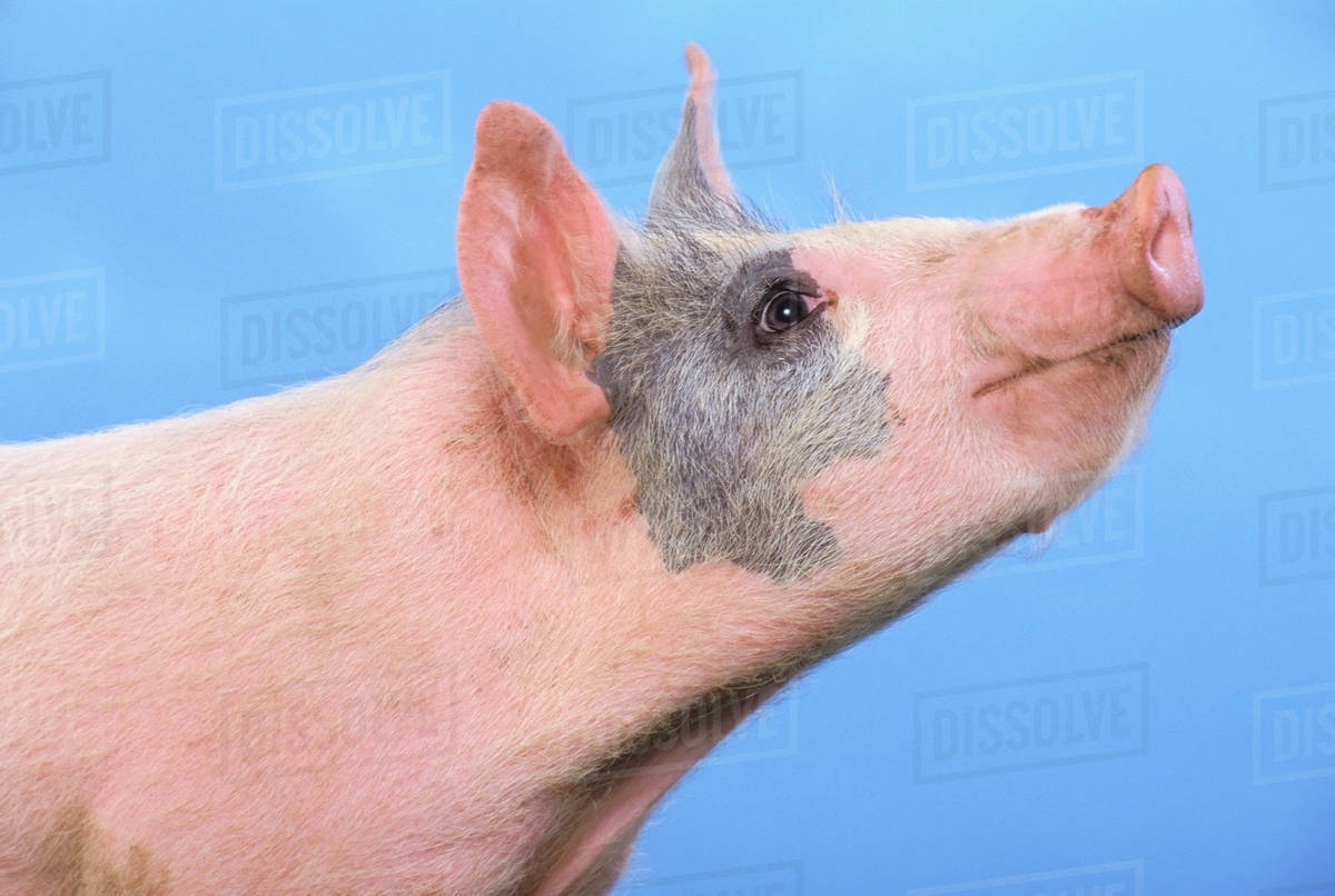 Pig with a blue background;British columbia canada - Stock Photo - Dissolve
