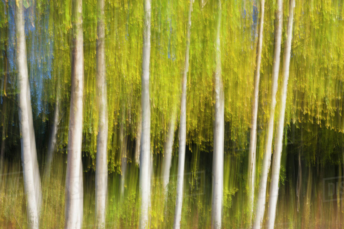 Abstract birch tree detail chena lakes recreation area in autumn ...