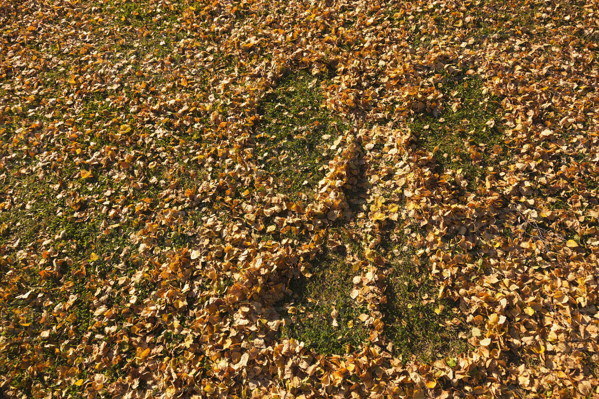 Leaf Angel Imprint In Fallen Fall Leaves, Russian Jack Park, Anchorage ...