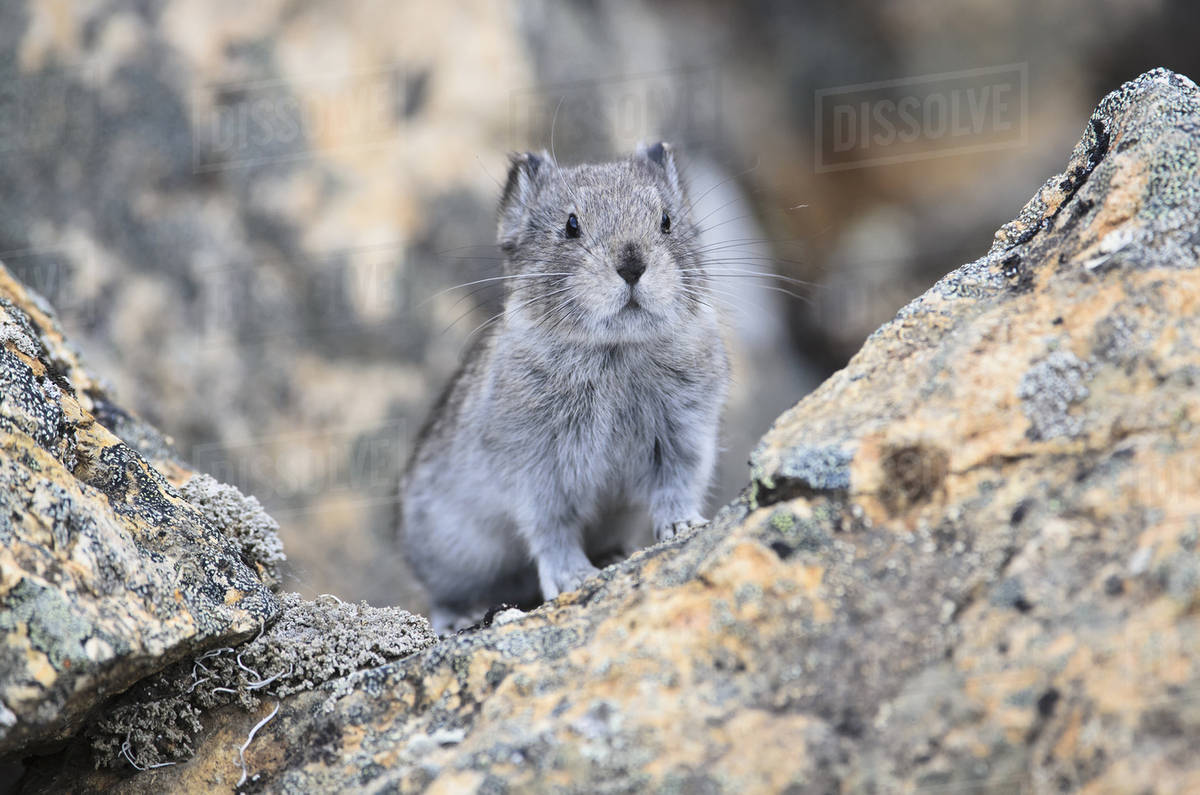 Collared Pika (Ochotona Collaris) In Rocks Near Polychrome Pass In ...