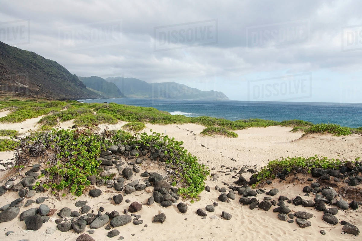 Rocks and greenery in the sand leading to the shore;Honolulu oahu ...