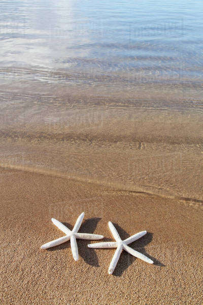 Starfish on the beach;Honolulu oahu hawaii united states of america ...
