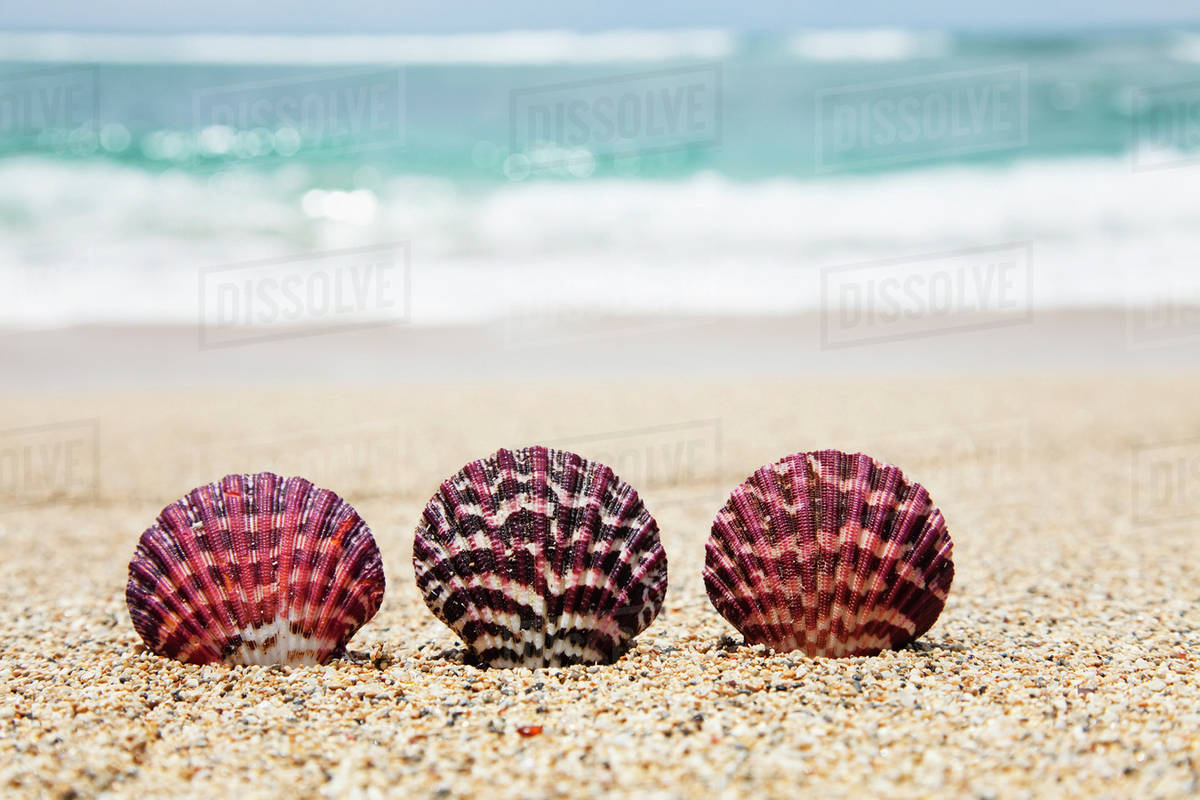 Three ornate scallop shells on the beach;Honolulu oahu hawaii united ...