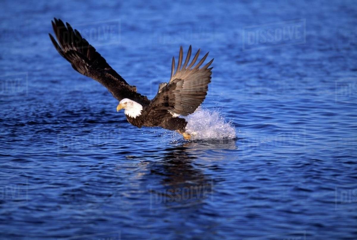 Bald Eagle Catching A Fish - Royalty-free Stock Photo | Dissolve