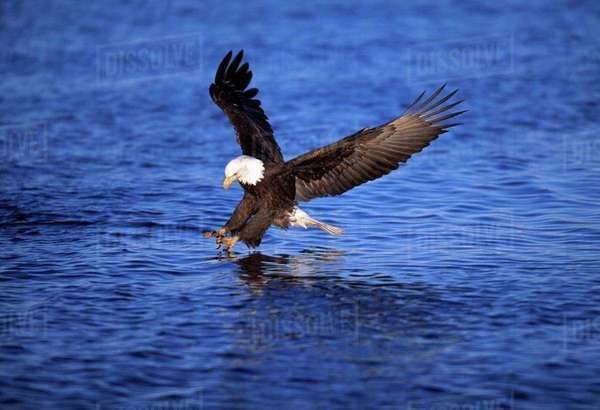 Bald Eagle Catching A Fish - Royalty-free Stock Photo | Dissolve