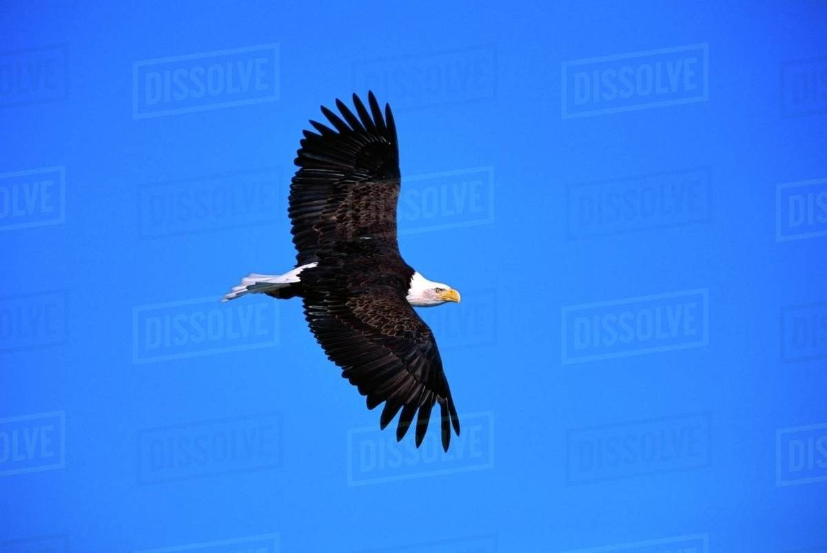 Bald Eagle Soaring In Sky - Royalty-free Stock Photo | Dissolve