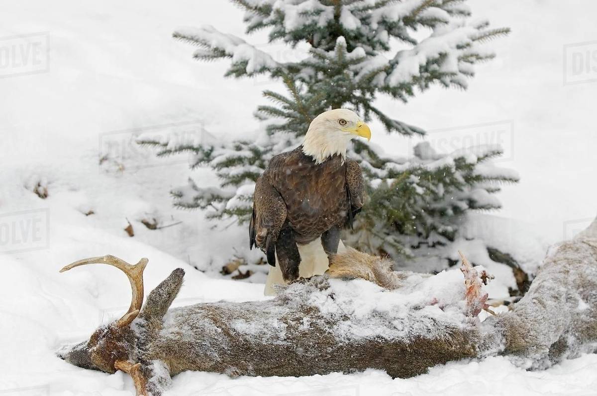 Bald Eagle On Kill - Stock Photo - Dissolve