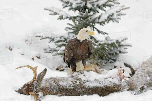 Bald Eagle On Kill - Stock Photo - Dissolve