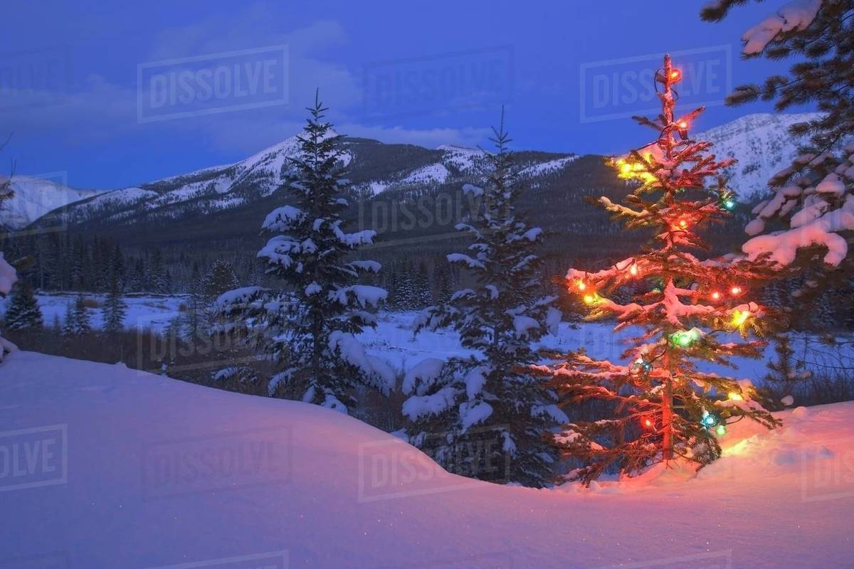 Christmas Tree Outdoors At Night - Stock Photo - Dissolve