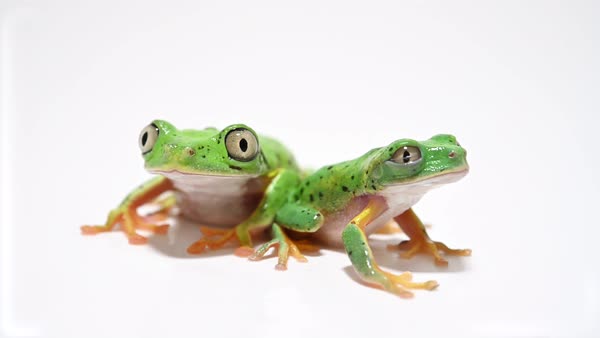 Two critically endangered Costa Rican lemur leaf frogs (Agalychnis ...