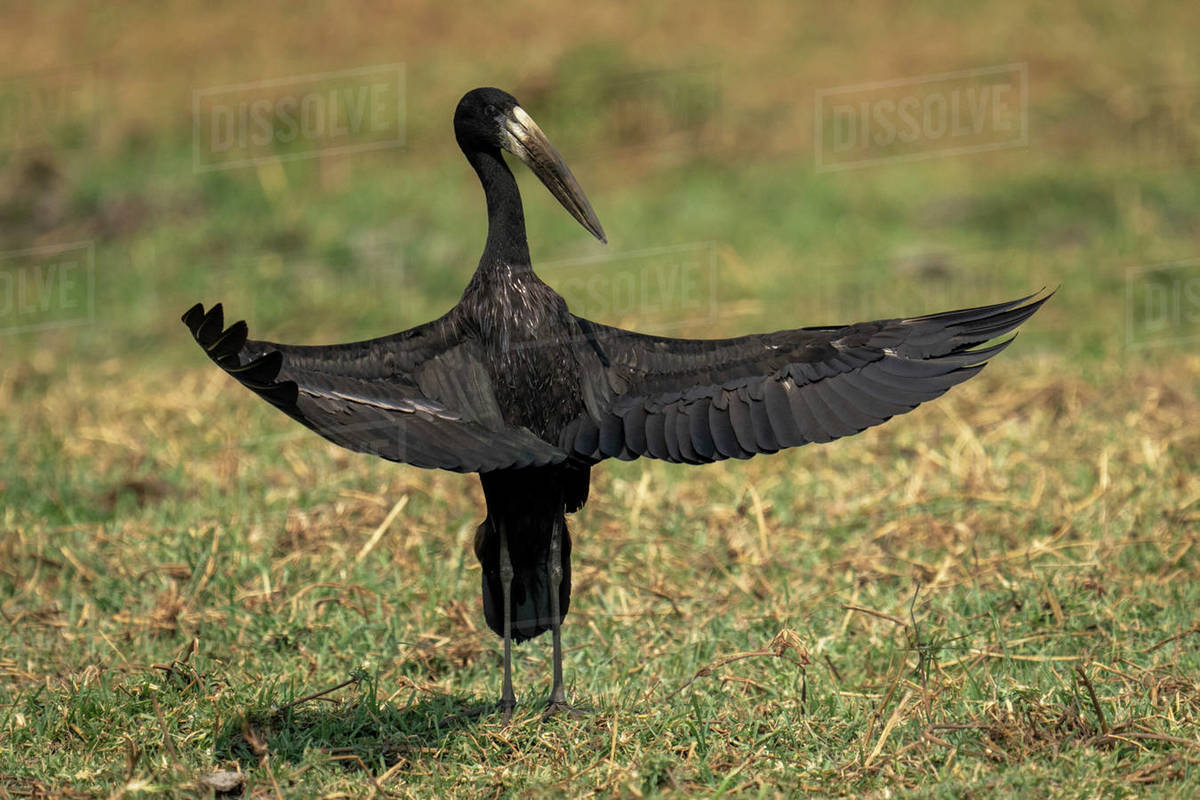 African openbill (Anastomus lamelligerus) stands on grass opening wings ...