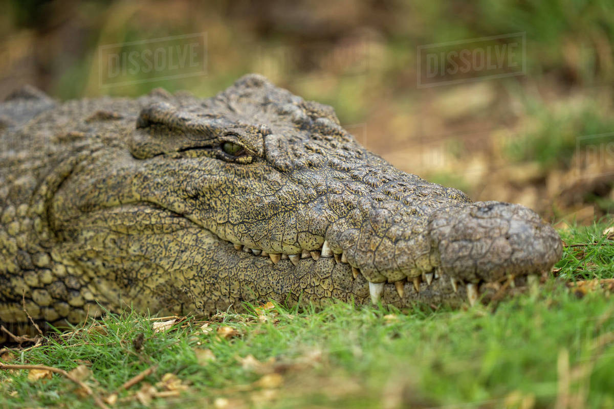 Close-up of Nile crocodile (Crocodylus niloticus) head on grass in ...