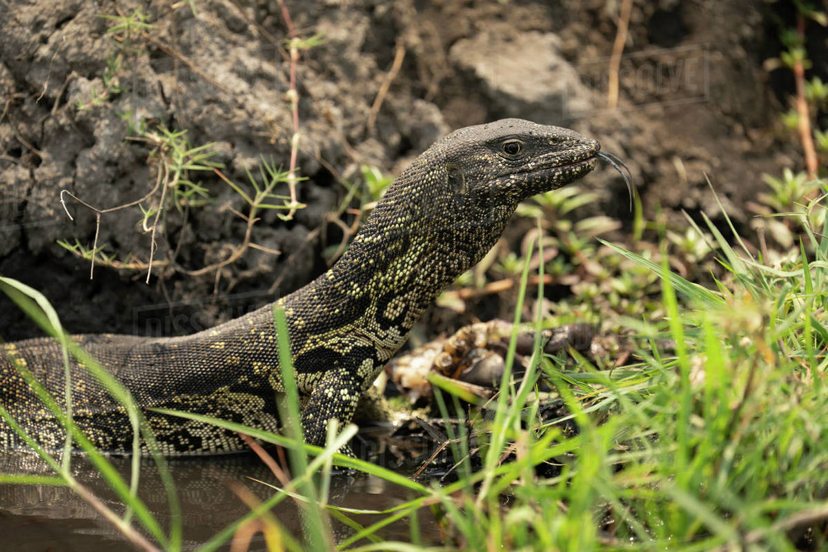 Close-up of Nile monitor (Varanus niloticus) in grassy channel of Chobe ...