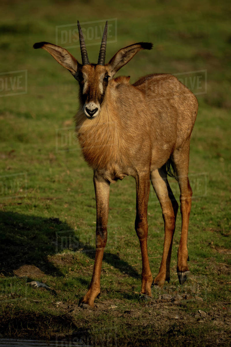 Roan antelope (Hippotragus equinus) stands on riverbank watching camera ...