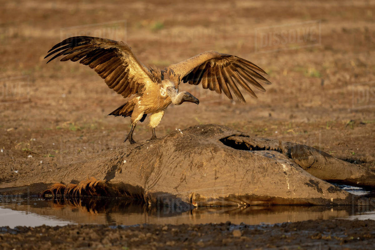 White-backed vulture (Gyps africanus) spreads wings on giraffe carcase ...