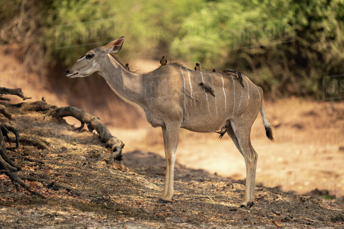 Female Greater kudu (Tragelaphus strepsiceros) stands covered in ...