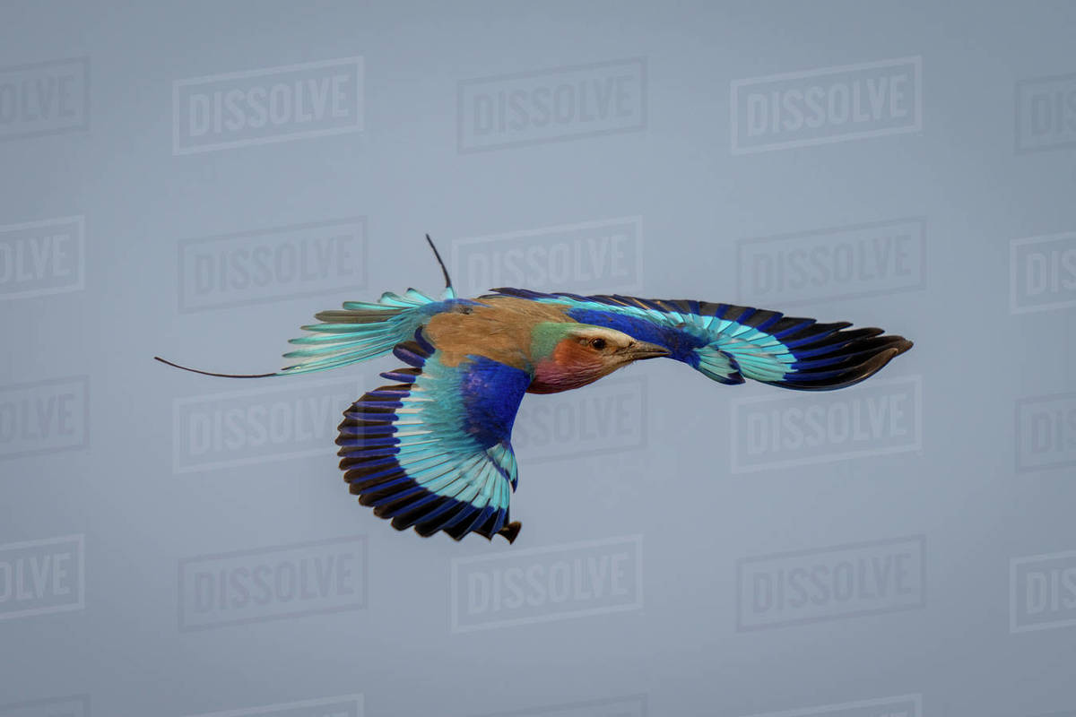 Lilac-breasted roller (Coracias caudatus) flies spreading wings with ...