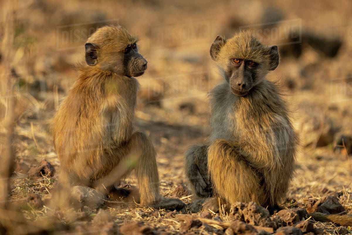 Two young Chacma baboons (Papio ursinus) sit on rocks in Chobe National ...