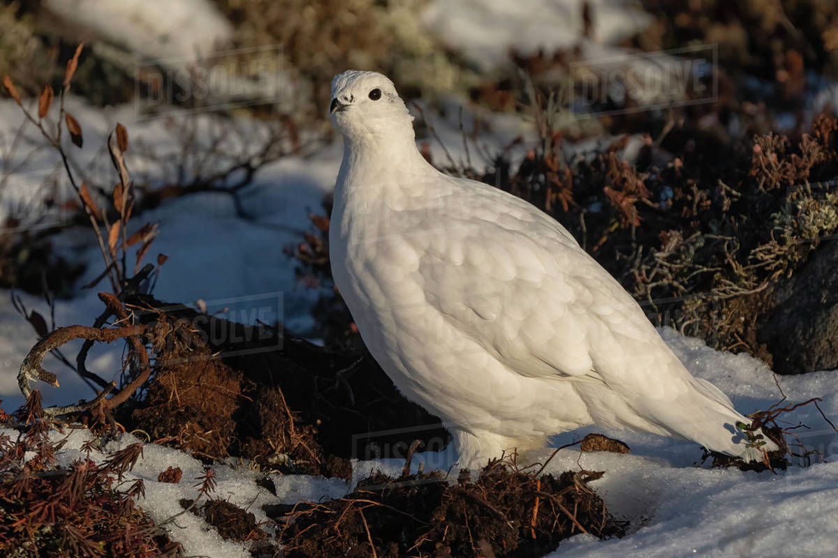 Portrait of a Willow Ptarmigan (Lagopus lagopus) in white winter ...