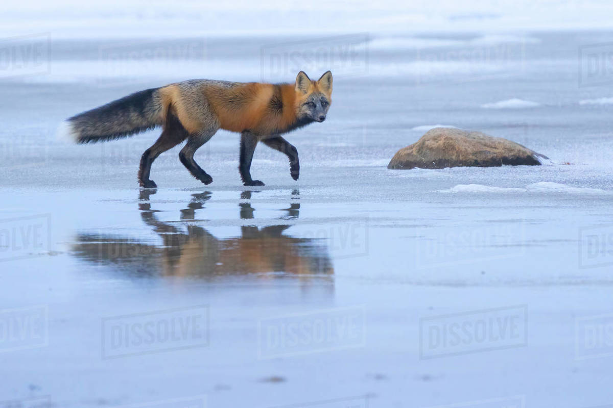 Portrait of a Red fox (Vulpes vulpes) walking on ice with a mirror ...