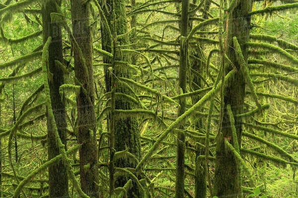 Ancient moss grows on the trees in the rainforests of Vancouver Island ...