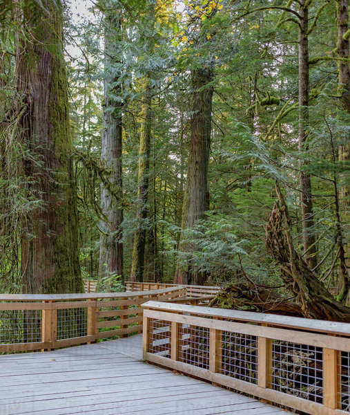 Boardwalk through an old-growth forest called Cathedral Grove in ...
