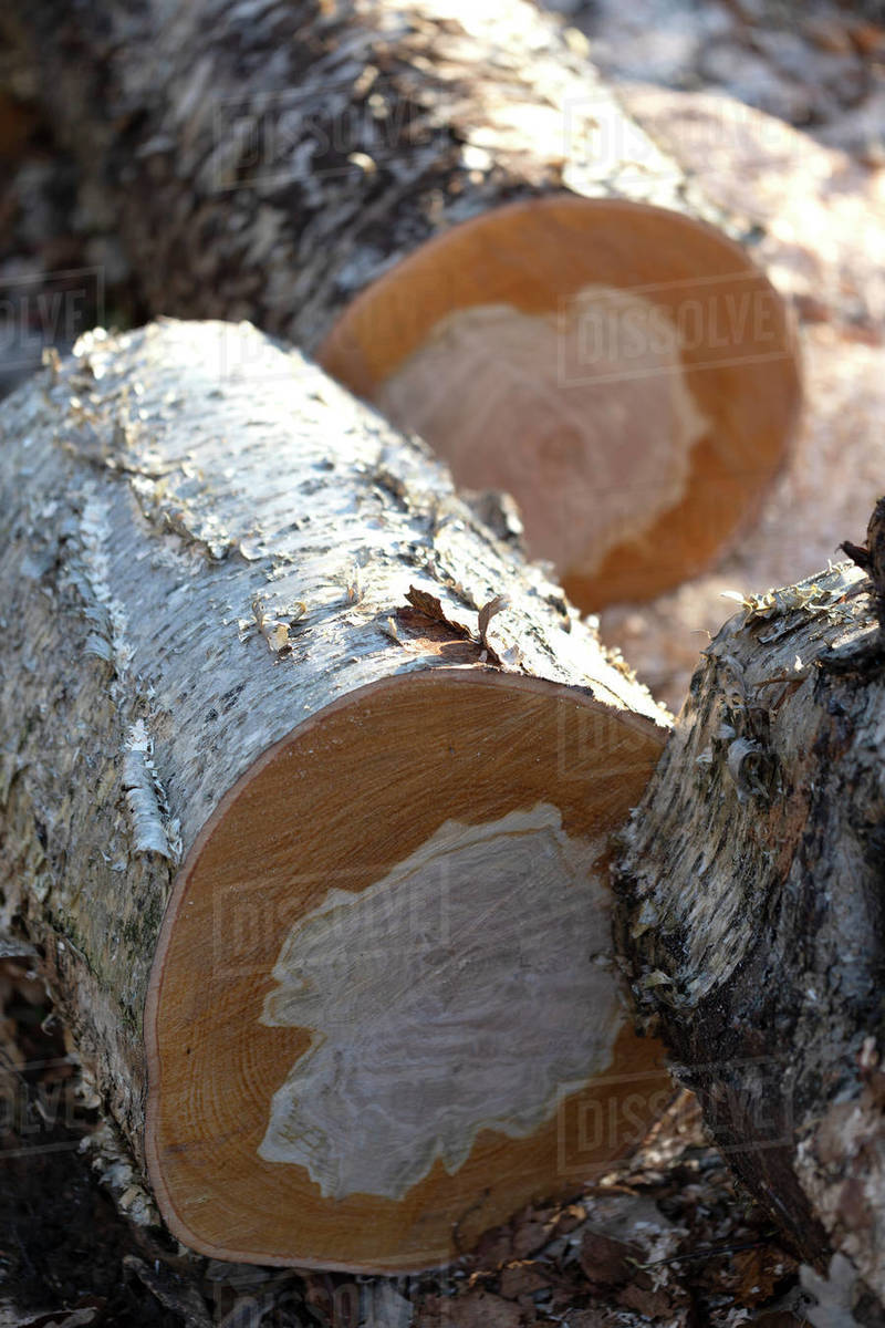 Horizontal cross sections cut through the trunk of a tree revealing ...