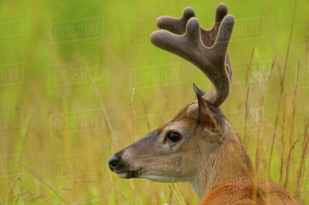 White-tailed deer (Odocoileus virginianus) in Cades Cove, Great Smoky ...