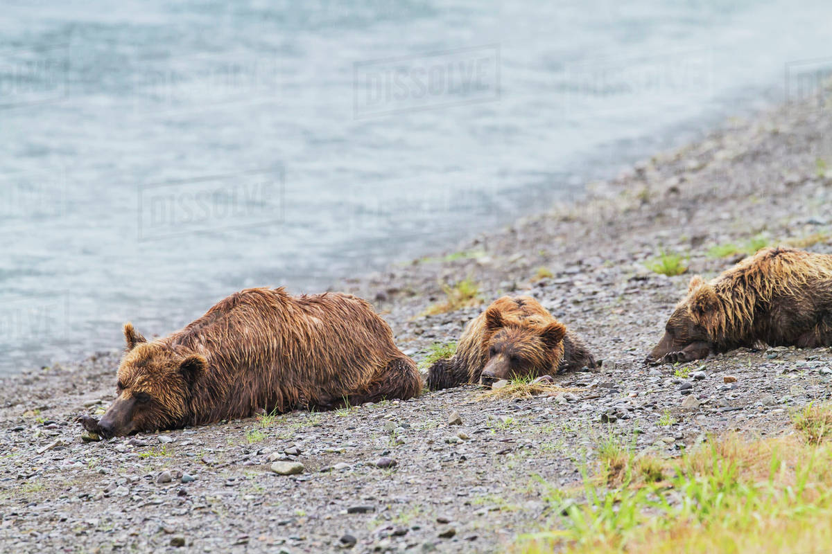 A brown bear family rests on the gravel beach of the horn river while ...