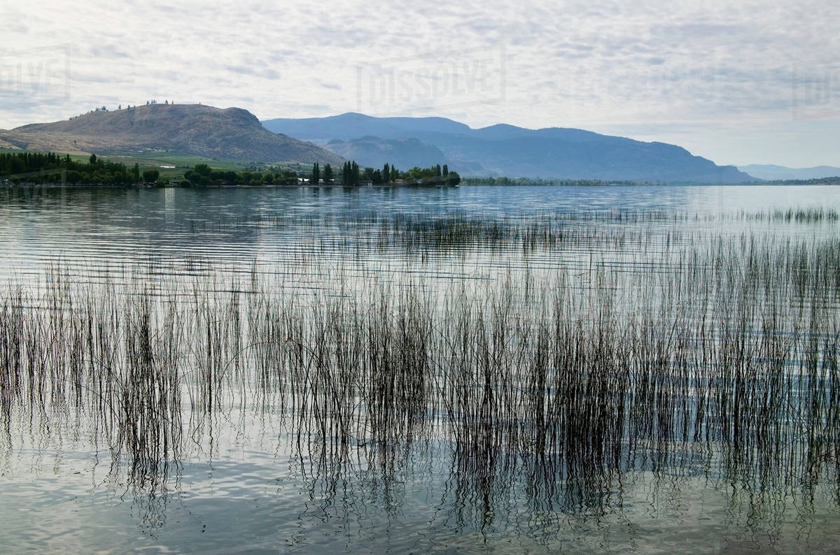 A tranquil lake with grass growing close to shore and mountains in the ...