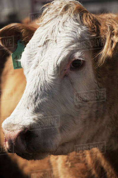 Close up of the head of cattle;Alberta Canada - Stock Photo - Dissolve