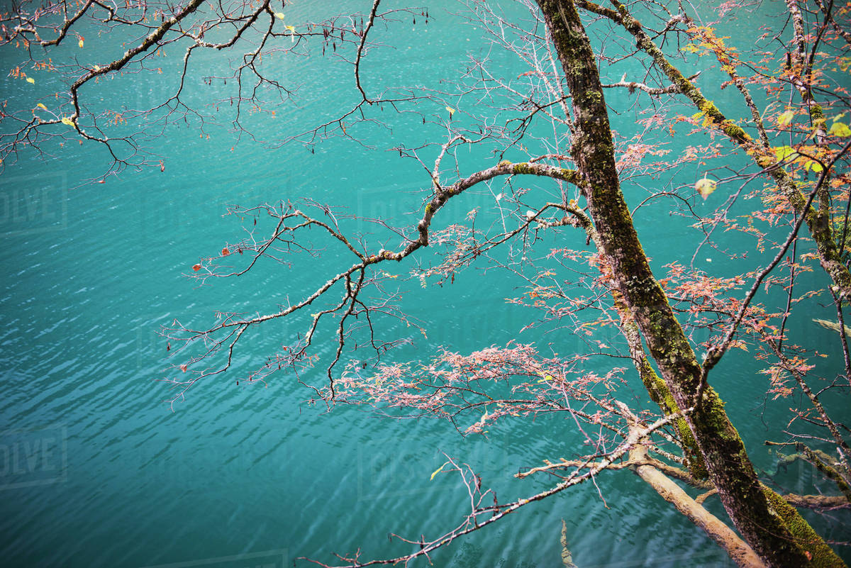 Tree branches hanging over water with leaves floating in the water ...