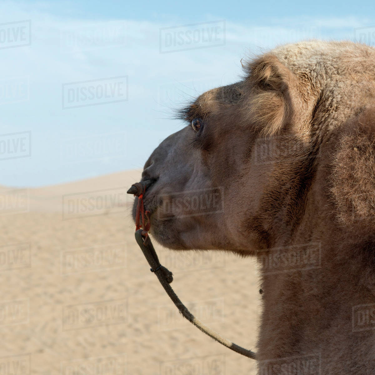A camel on the sand - Royalty-free Stock Photo | Dissolve