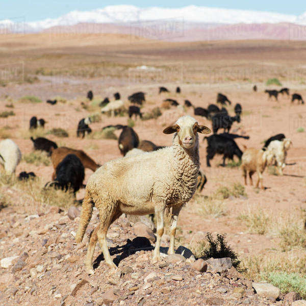 Sheep and goats grazing on a flat landscape with mountains in the ...