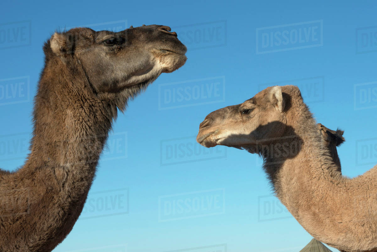 Two camel heads against a blue sky - Royalty-free Stock Photo | Dissolve