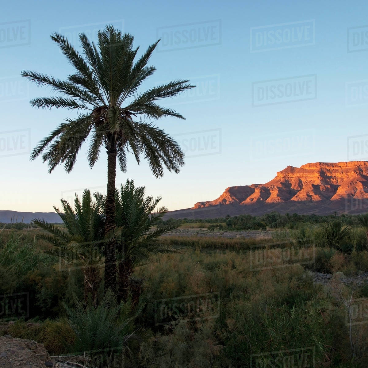 A landscape with rock cliffs and a palm trees at sunset - Royalty-free ...