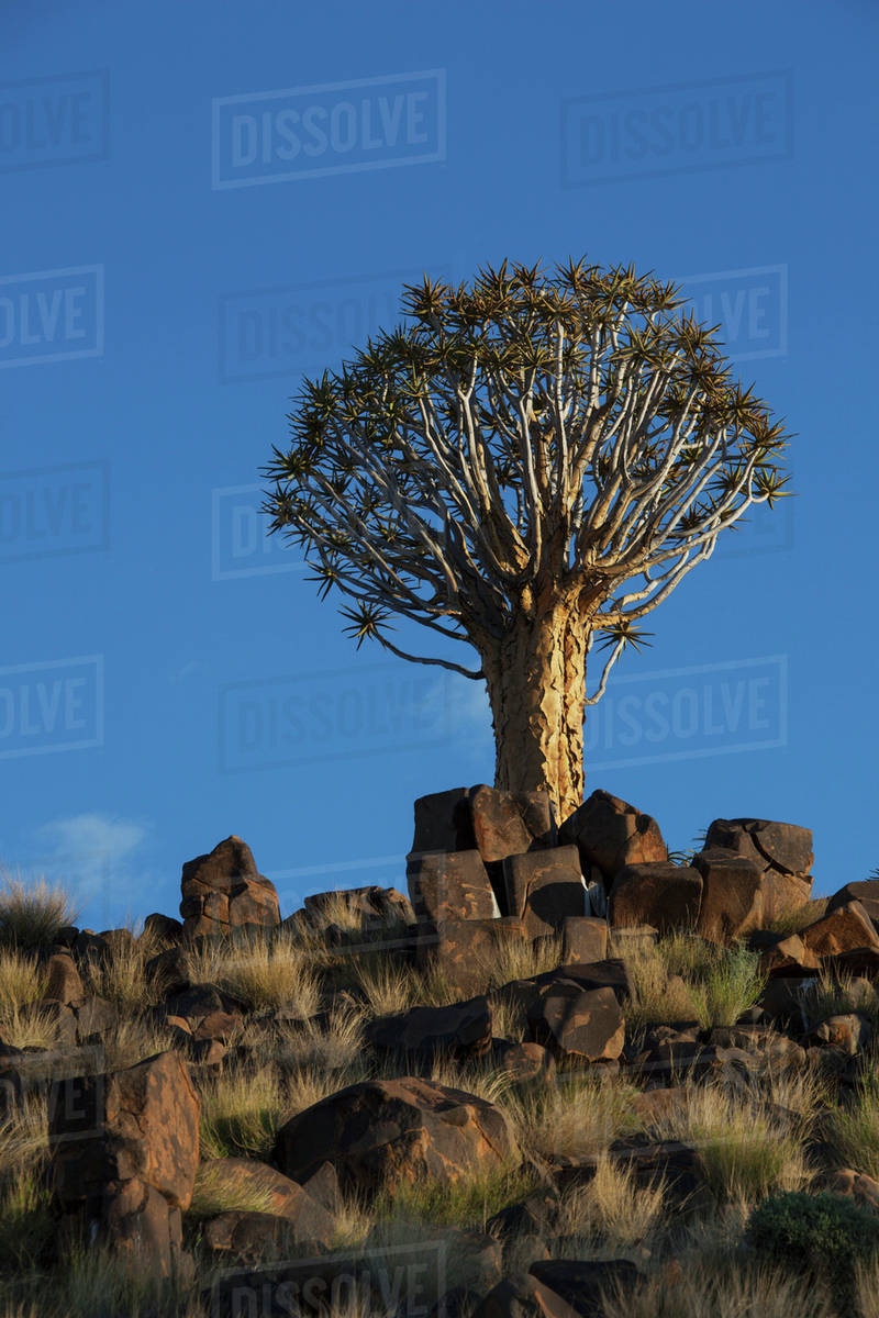 Quiver tree;Namibia - Royalty-free Stock Photo | Dissolve