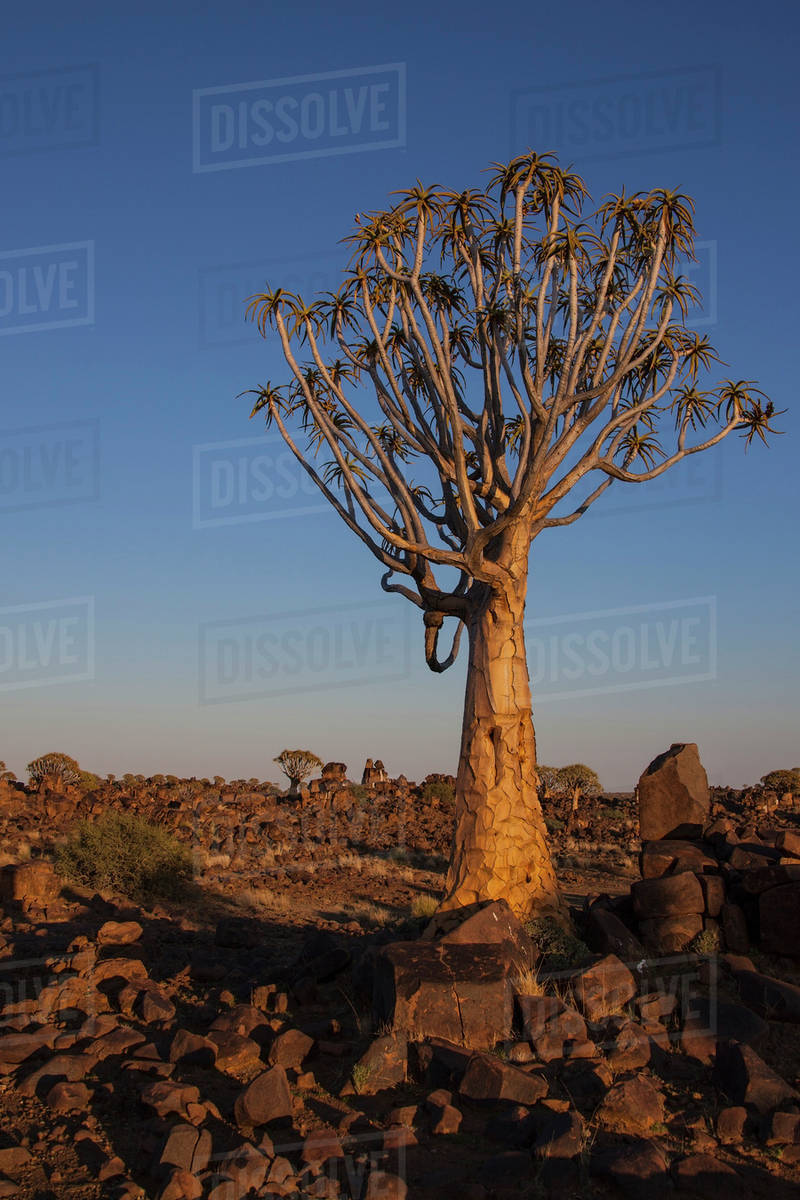 Quiver tree with glowing sunlight;Namibia - Royalty-free Stock Photo ...