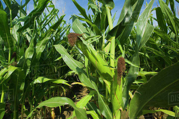 Agriculture - Stand of mid growth grain corn plants at the grain fill ...