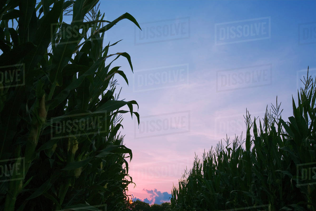 Agriculture - Fully tasseled mid growth grain corn plants silhouetted ...