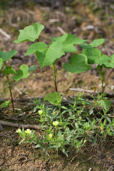 Agriculture - Cutleaf evening primrose (Oenothera laciniata), an annual ...
