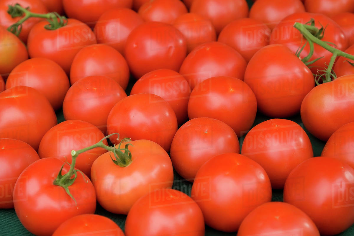 Agriculture - Vine ripened fresh market tomatoes / Stockton, San ...